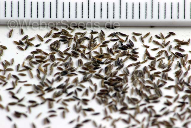 Artemisia Vulgaris Mugwort Common Wormwood Seeds Plants Dried Herbs